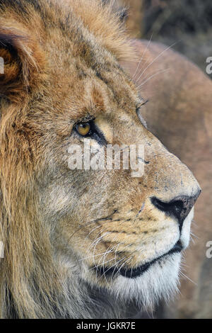 Beautiful Lion face, profile portrait. blur background Stock Photo - Alamy