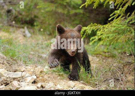 Lonely young cub bear in the pine forest. Bear pup without mother. Babe ...