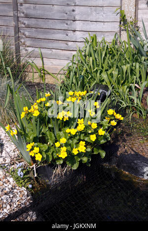 Yellow marsh marigolds in my garden pond are the first flowers of ...