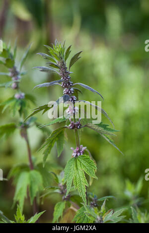 Motherwort, Throw-wort, Lion's Ear, Lion's Tail (Leonurus cardiaca ...