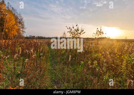 sunny autumnal field under blue sky Stock Photo - Alamy