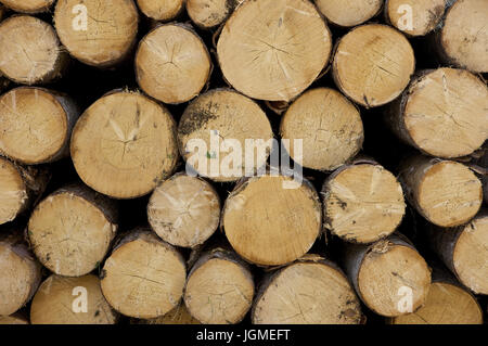 Wood, cross section - timber section, Holz, Querschnitt - timber ...
