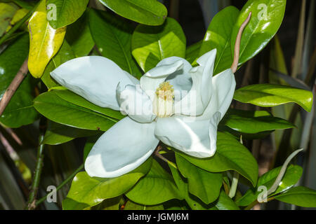 Magnolia grandiflora in bloom Stock Photo - Alamy