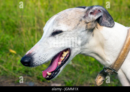 Dog English greyhound adult standard profile Stock Photo - Alamy