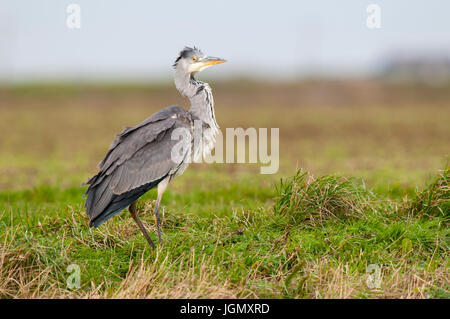 Grey Heron, Ardea cinerea,The Isle of Arran, Scotland, June 2009 Stock ...