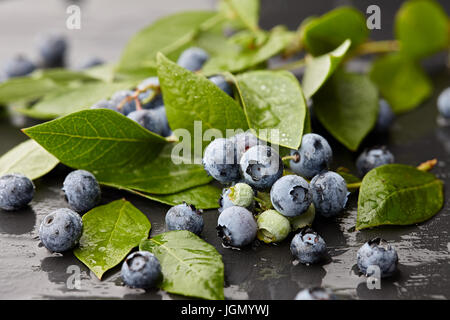 Close-up of a wet branch of the blue grape on black stone board Stock ...