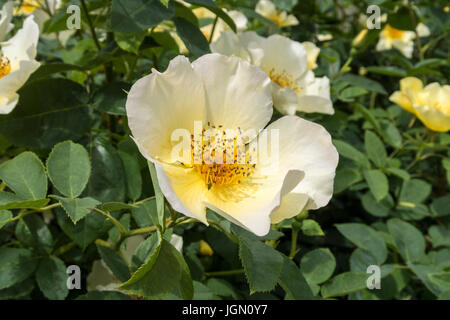 Rose Golden Wings Stock Photo - Alamy