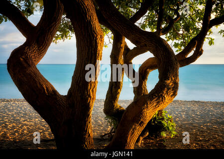 Twisted tree and beach. Kalama Beach Park. Oahu, Hawaii Stock Photo - Alamy