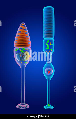 Illustration of rod (right) and cone (left) photoreceptor cells from ...