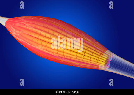 Skeletal muscle, illustration. The muscle is surrounded by epimysium ...