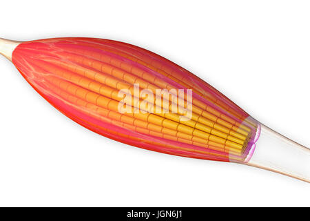 Illustration of Structure Skeletal Muscle Stock Photo - Alamy