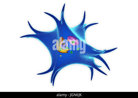 Illustration of a melanocyte from the skin. Melanocytes produce the ...