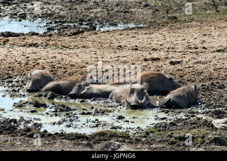 Warthog wallowing in mud and water at a waterhole in the Kruger ...