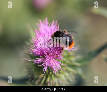 Early Bumblebee (Bombus pratorum) adult worker in flight, approaching ...