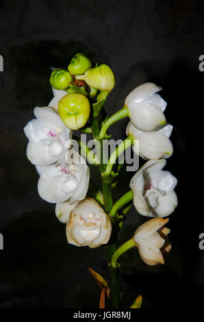 Flor del Espiritu Santo - Holy Ghost Orchid - Peristeria elata. This ...