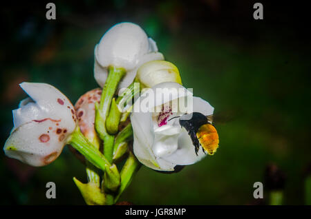 Flor del Espiritu Santo - Holy Ghost Orchid - Peristeria elata. This ...