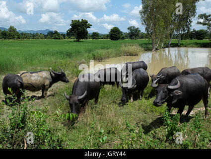 Buffalo standing in a field grasses, rice field background Stock Photo ...