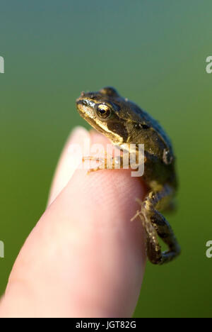 juvenile common frog Stock Photo - Alamy