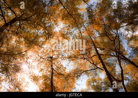 Tree canopy in a wooded area of North Central Florida Stock Photo - Alamy