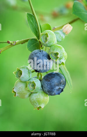 Fresh blue berries growing on a wild tree Stock Photo - Alamy