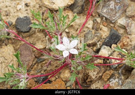 Calico flower. A close up of a calico flower (Aristolochia littoralis ...