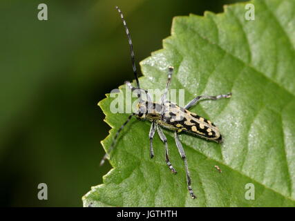 Ladder marked longhorn beetle, Saperda scalaris with aphid on its head ...