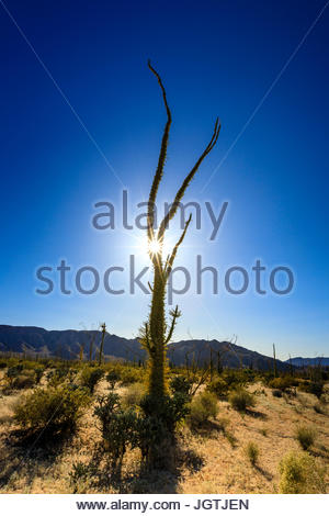 Boojum trees (Fouquieria columnaris) in the cactus rich part of the ...