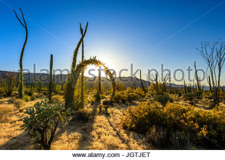 Boojum trees (Fouquieria columnaris) in the cactus rich part of the ...