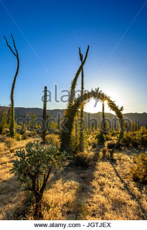 Boojum trees (Fouquieria columnaris) in the cactus rich part of the ...