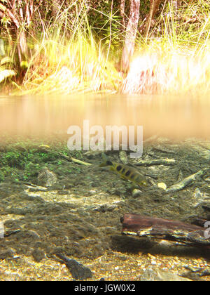 Fish, Piava, Leporinus elongatus, Bonito, Mato Grosso do Sul, Brazil ...