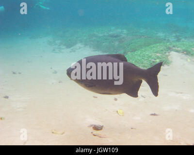 Fish, Pacu, Piaractus mesopotamicus, Bonito, Mato Grosso do Sul, Brazil ...