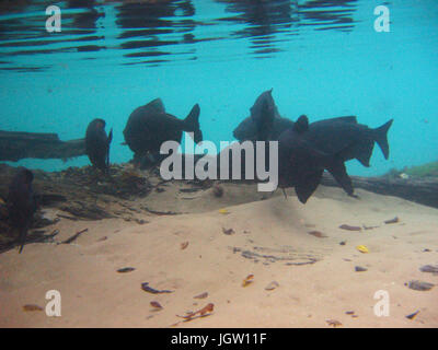 Fish, Pacu, Piaractus mesopotamicus, Bonito, Mato Grosso do Sul, Brazil ...