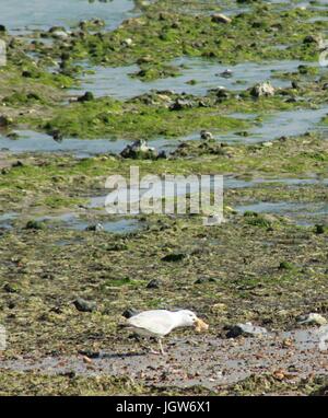 Seagull scavenging on a beach Stock Photo - Alamy