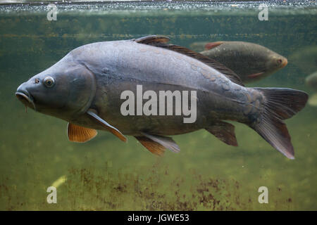 Eurasian carp Cyprinus carpio. Lake Yamanako. Yamanakako. Yamanashi ...