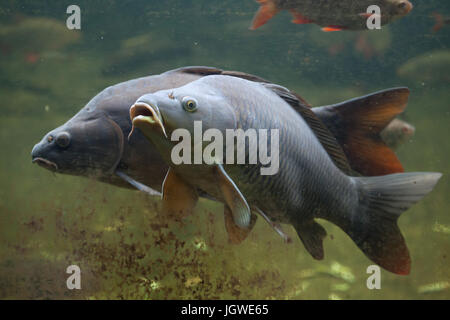Eurasian carp / European carp / common carp (Cyprinus carpio) surfacing ...