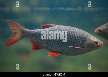Common rudd (Scardinius erythropthalmus). Freshwater fish Stock Photo ...