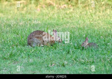 Eastern cottontail rabbit mother and baby (Sylvilagus floridanus Stock ...