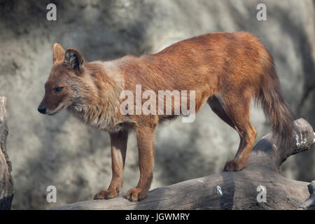 Dhole Cuon alpinus also known as the Asiatic Wild Dog Indian Wild Dog ...