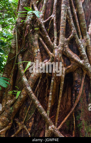 Strangler Fig Tree in the rainforest, Curtain Fig Tree National Park ...