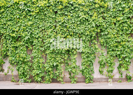Green Creeper Plant growing on a rock wall. Old stone wall with ...