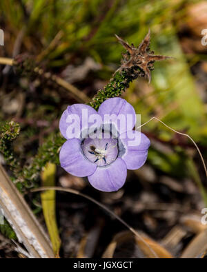Roella ciliata flower in the Southern Cape, South Africa Stock Photo ...