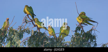 Bird, Jandaia-coquinho, Pantanal, Mato Grosso do Sul, Brazil Stock ...
