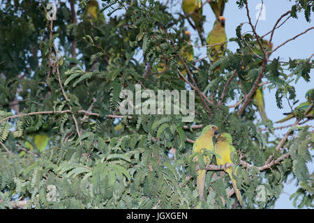 Bird, Jandaia-coquinho, Pantanal, Mato Grosso do Sul, Brazil Stock ...