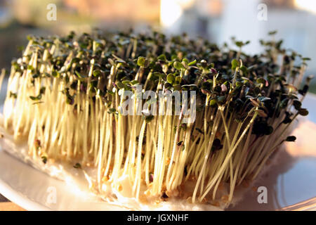 Yellow mustard sprouts growing on cotton wool Stock Photo - Alamy