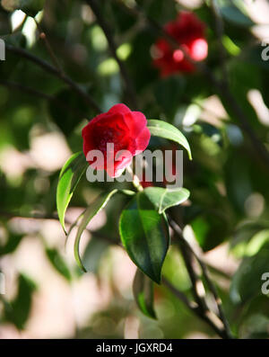 Vibrant red camellia flowers on spring Stock Photo - Alamy