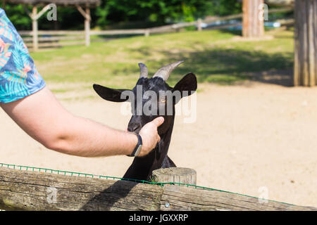 Human hand stroking a black goat. Farm animals Stock Photo - Alamy