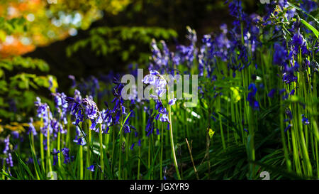 English bluebells at Easter in West Green House Gardens Stock Photo - Alamy