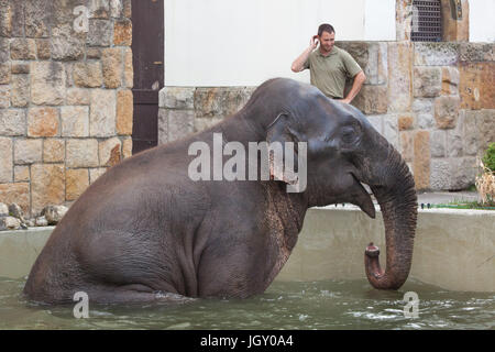 Zookeeper in enclosure with Asian elephants / Asiatic elephant (Elephas ...