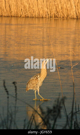 Bittern standing on icy lake at sunset Stock Photo - Alamy