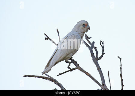 Little Corella (Cacatua pastinator), Western Australia Stock Photo - Alamy